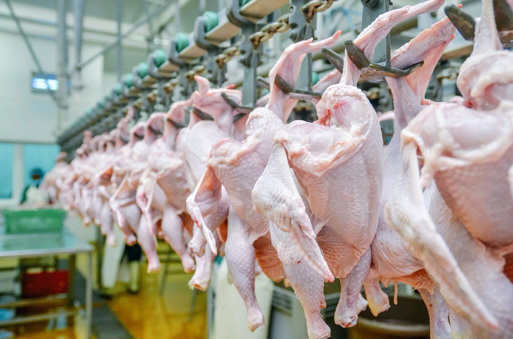 Invest In Kazakhstan | Poultry Meat Production | Investment Projects